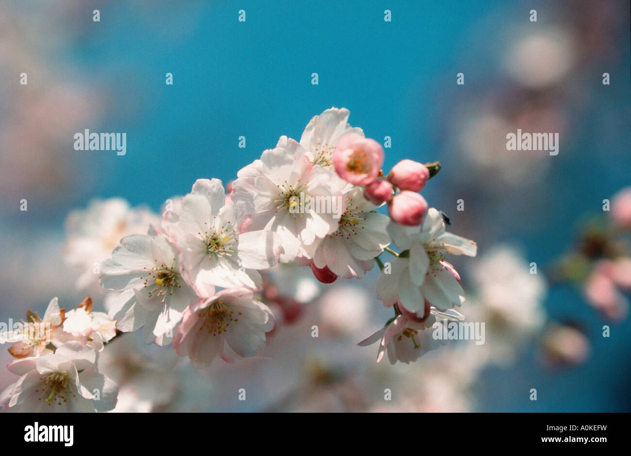 Cherry blossom Prunus x yedoensis Stock Photo - Alamy