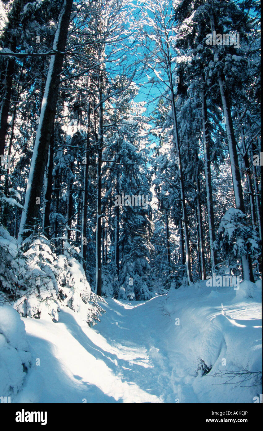 Path through Coniferous Forest winter national park Bavarian Forest ...