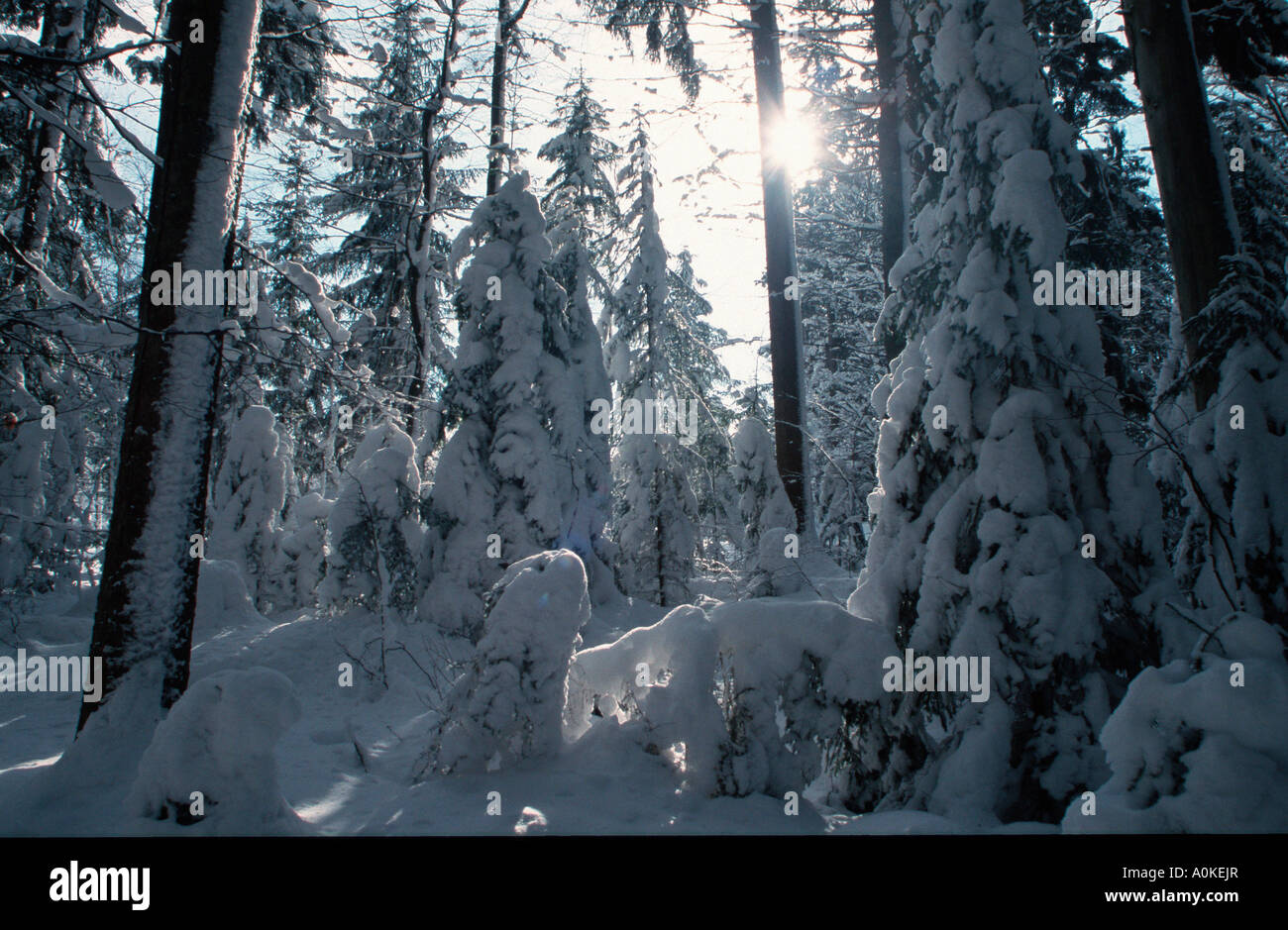Coniferous Forest in winter National parc Bavarian Forest Germany Stock ...
