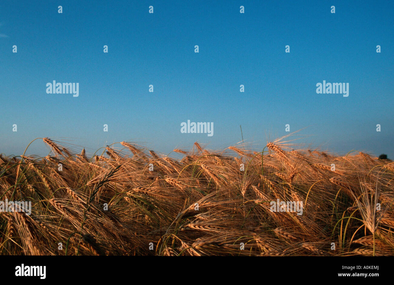 Rye field Germany Secale cereale Stock Photo - Alamy