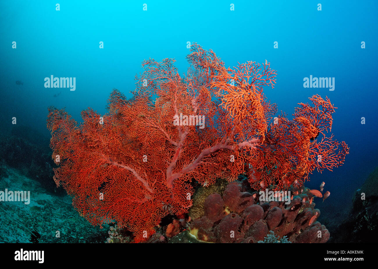 Red Giant Sea Fan Gorgonaria sp Indian Ocean Indonesia Stock Photo - Alamy