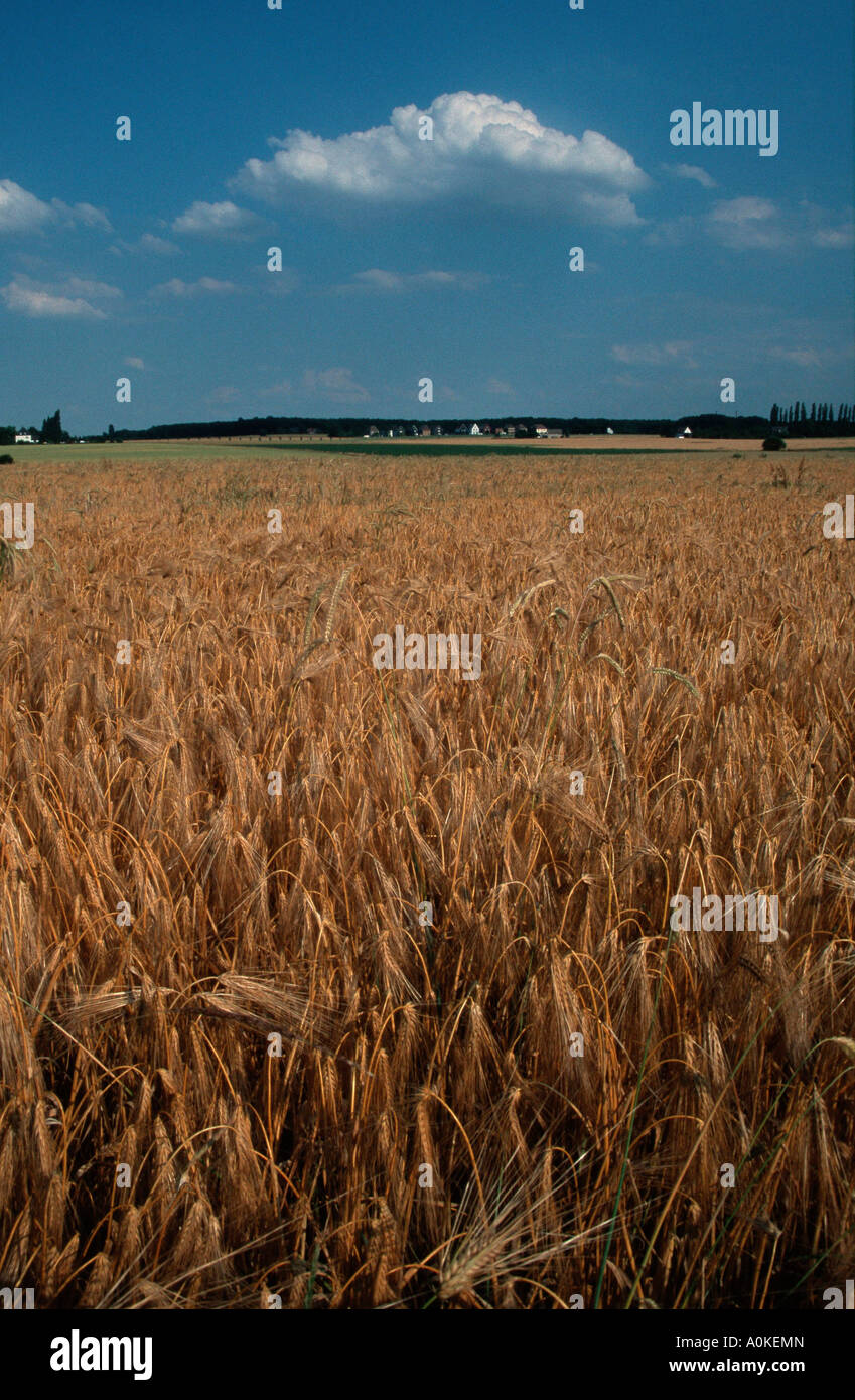 Rye field Germany Secale cereale Stock Photo - Alamy