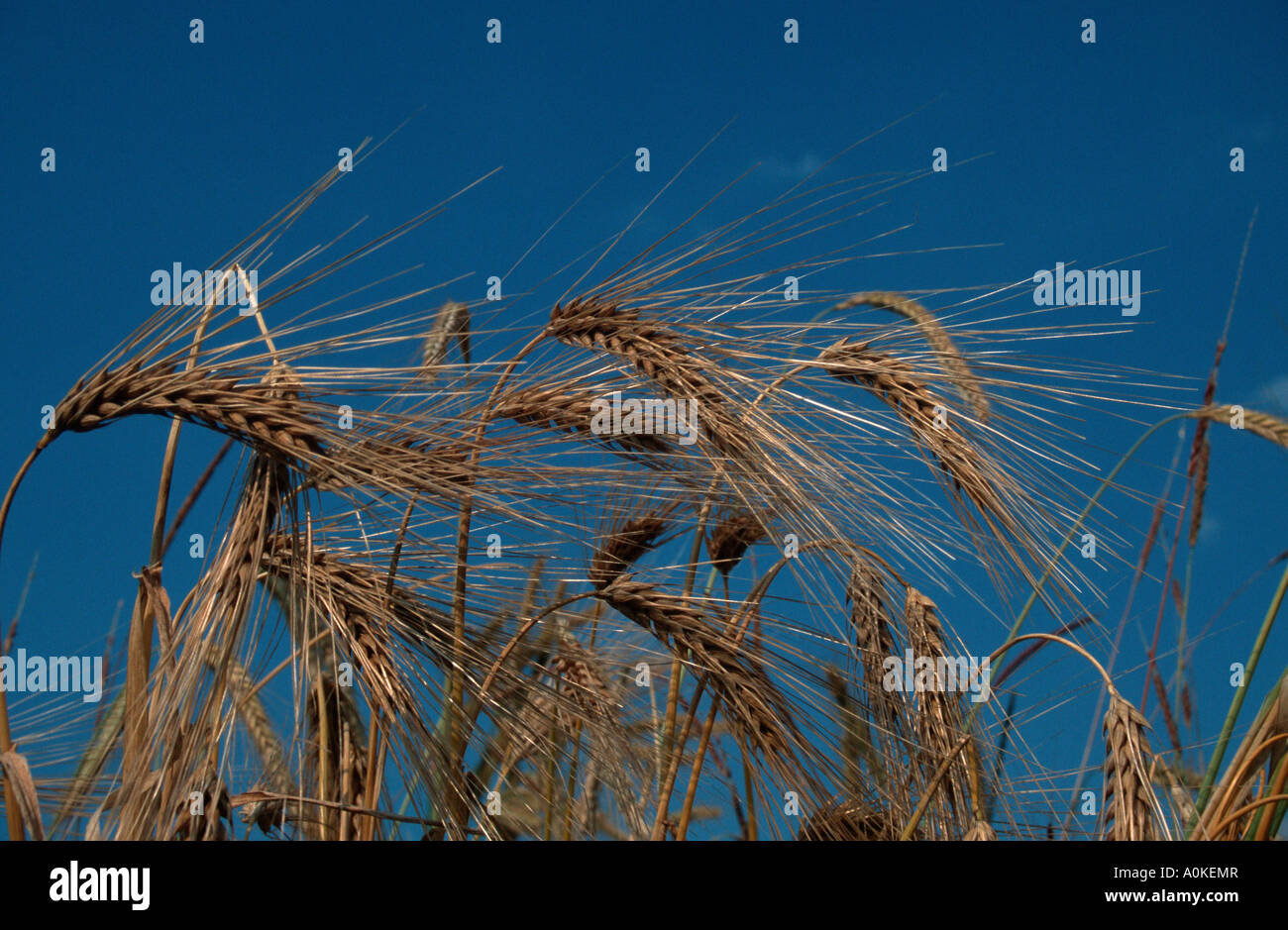 Rye Germany Secale cereale Stock Photo - Alamy
