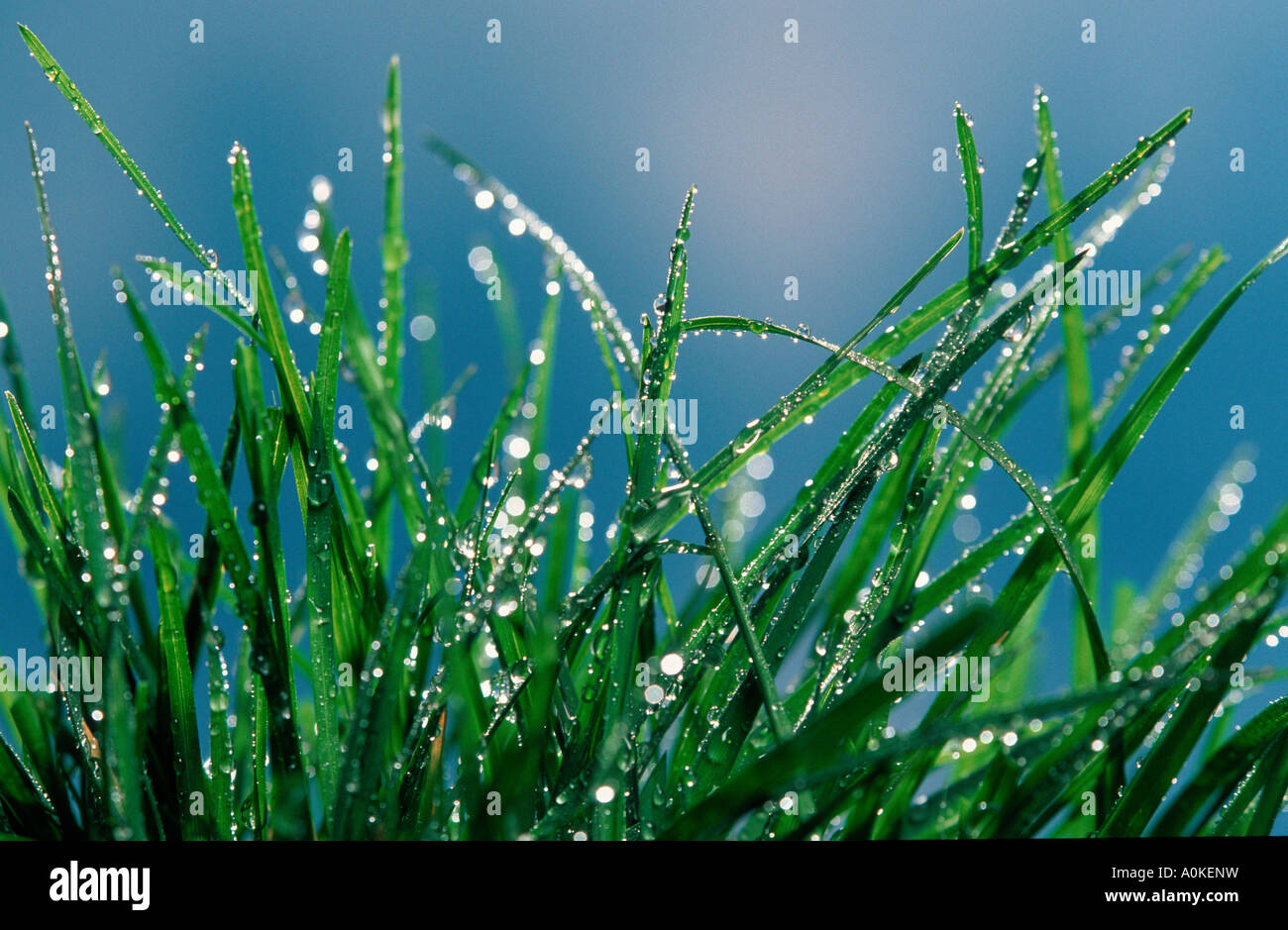 Grass with waterdrops Stock Photo - Alamy