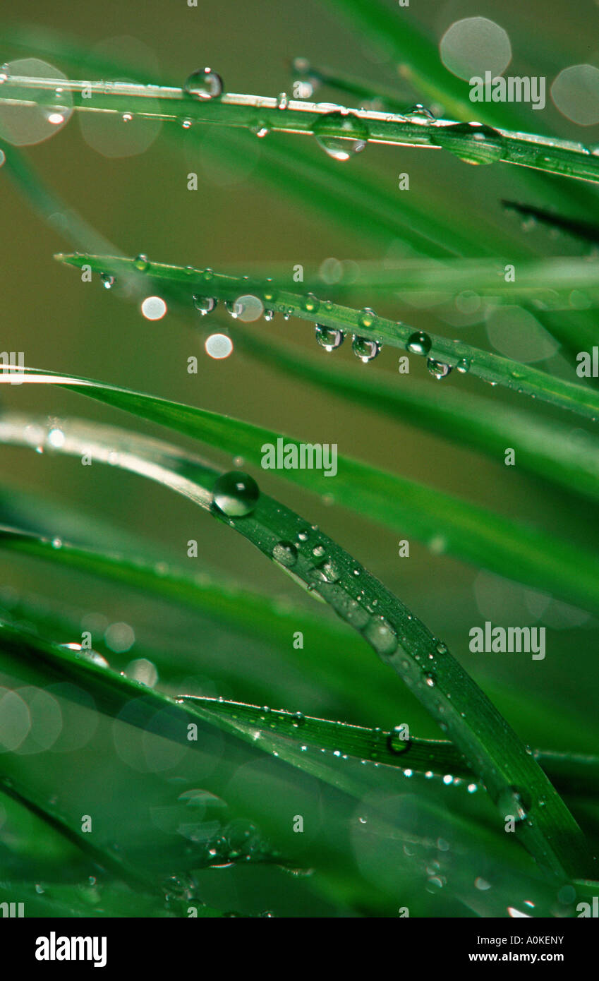 Grass with waterdrops Stock Photo - Alamy