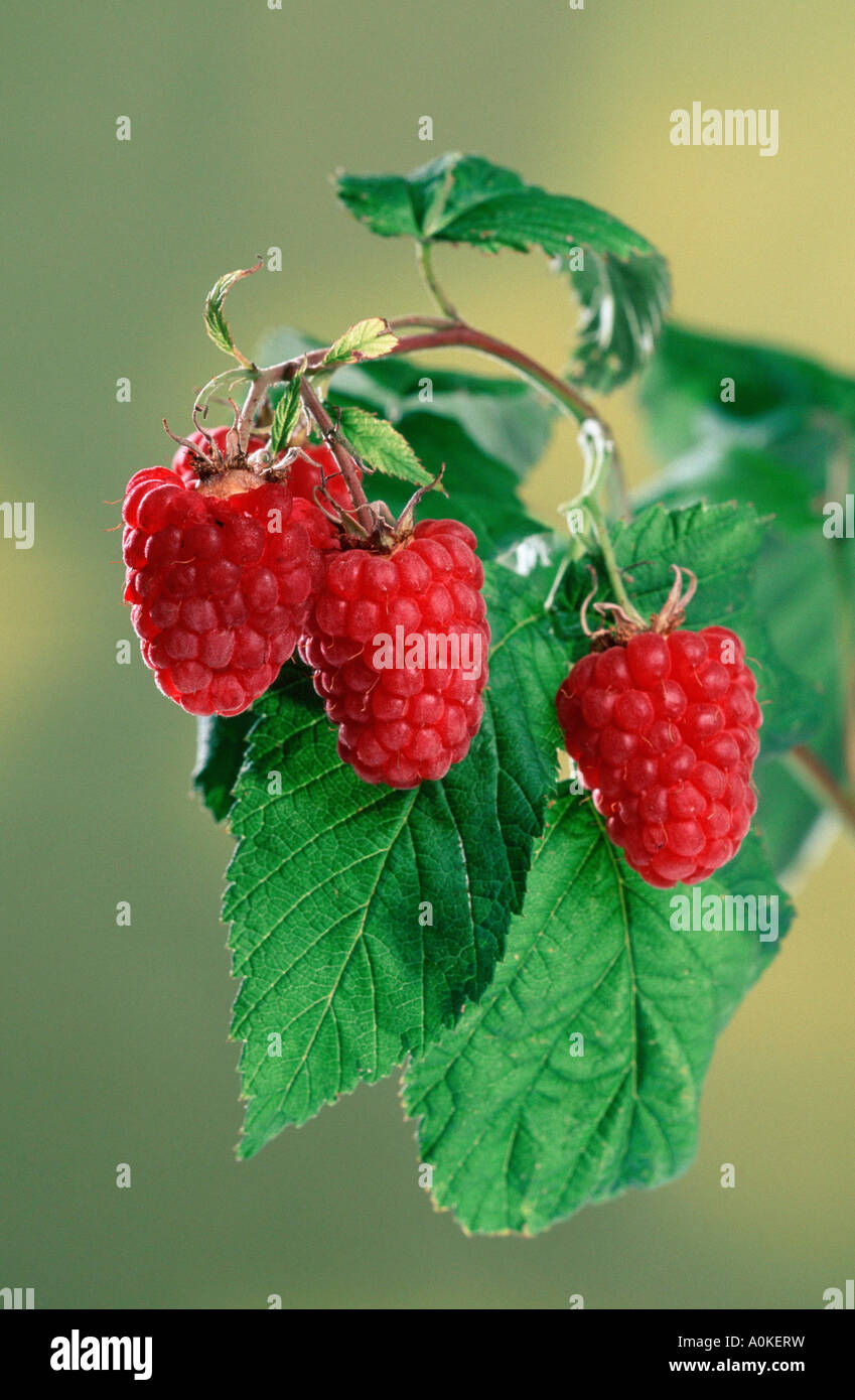 Raspberries Rubus idaeus Stock Photo - Alamy