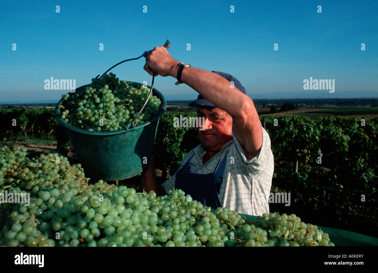 Vine grower harvesting vine Rhineland Palatinate Germany Weinbauer bei ...