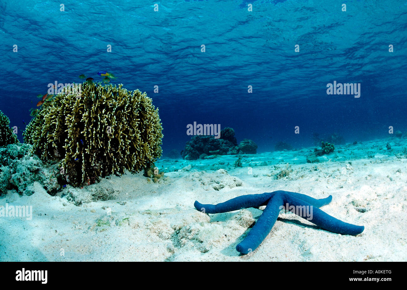 Blue Starfish Linckia laevigata Stock Photo - Alamy