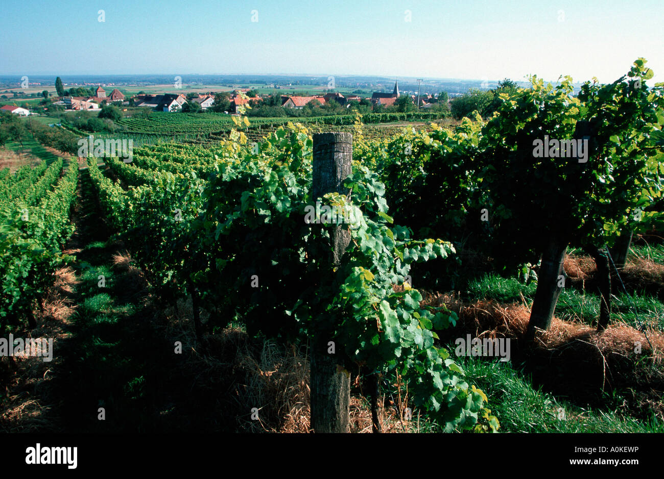 Vineyard at Schweigen Rechtenbach Rhineland Palatinate Germany Stock ...