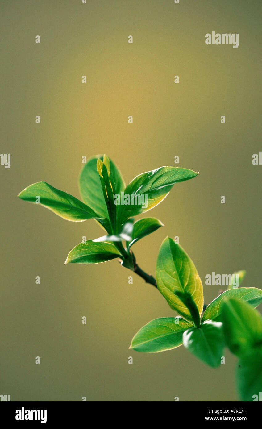 Young leaves in spring Stock Photo - Alamy