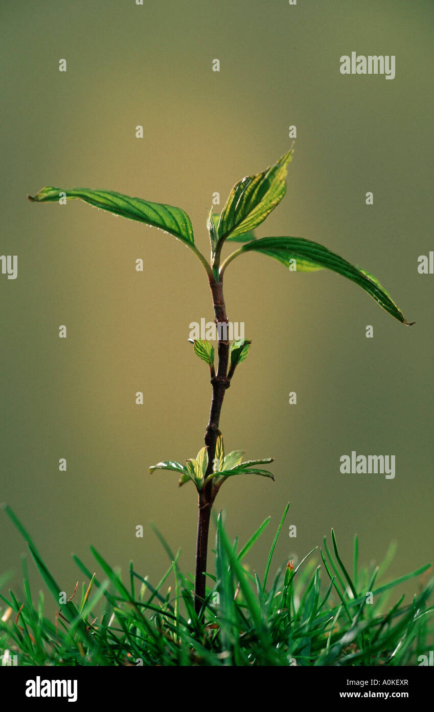 Tree seedling in spring Stock Photo - Alamy