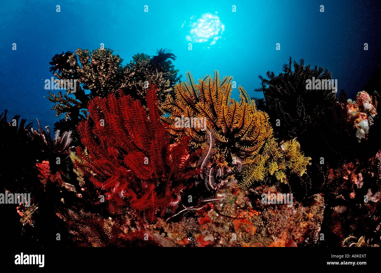 Crinoids at Coral Reef Crinoidea Manado Sulawesi Celebes Sea Indonesia ...