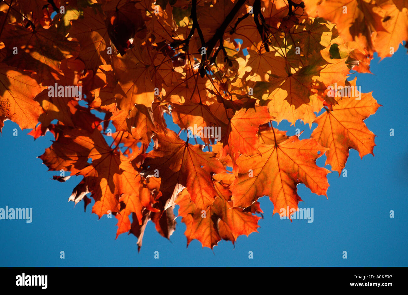Norway maple leaves in autumn Acer platanoides Stock Photo - Alamy