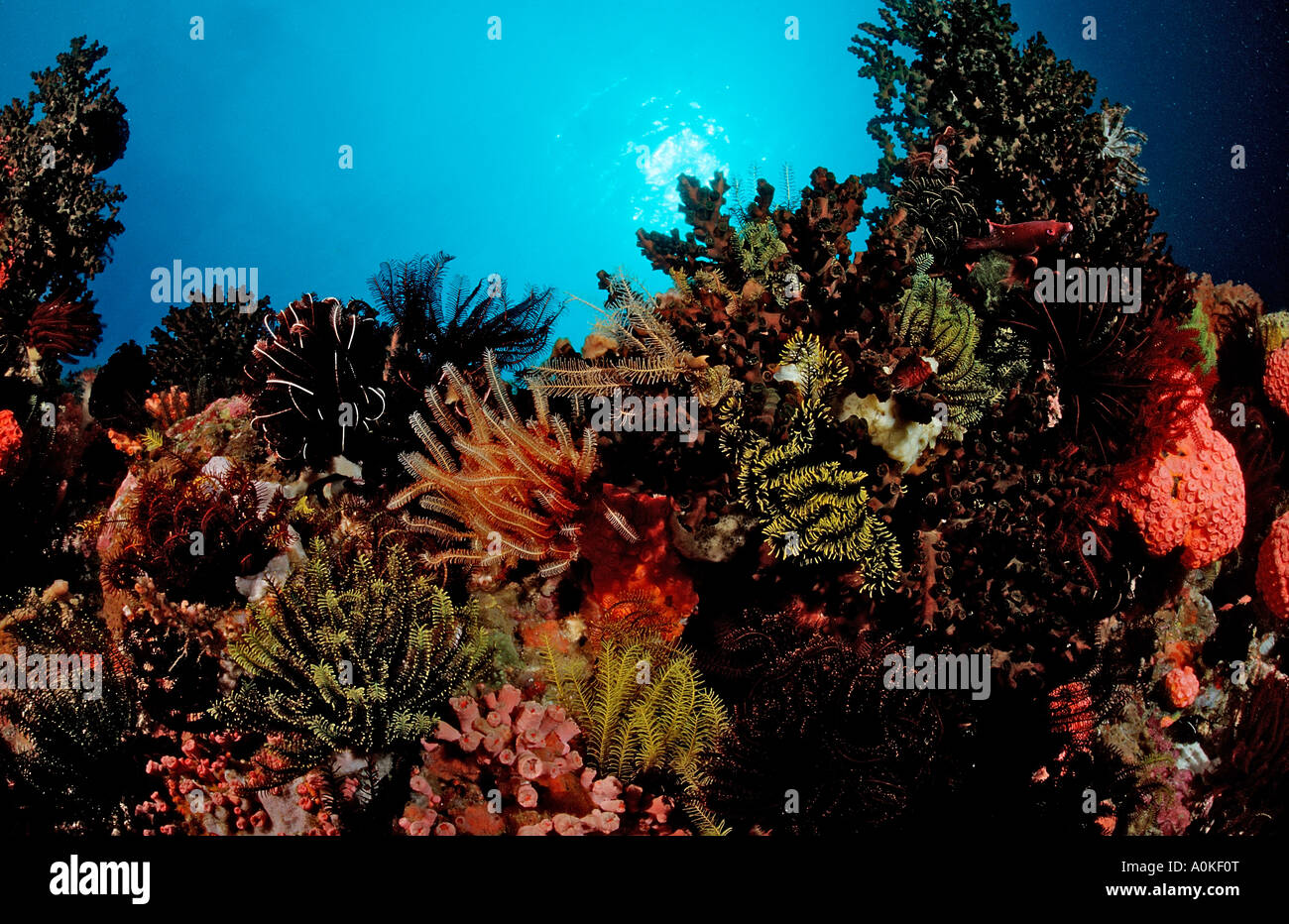 Crinoids at Coral Reef Crinoidea Komodo Flores sea Indonesia Stock ...