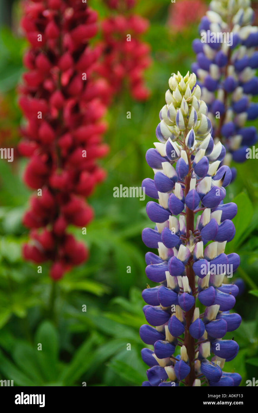 Lupins garden flower hi-res stock photography and images - Alamy