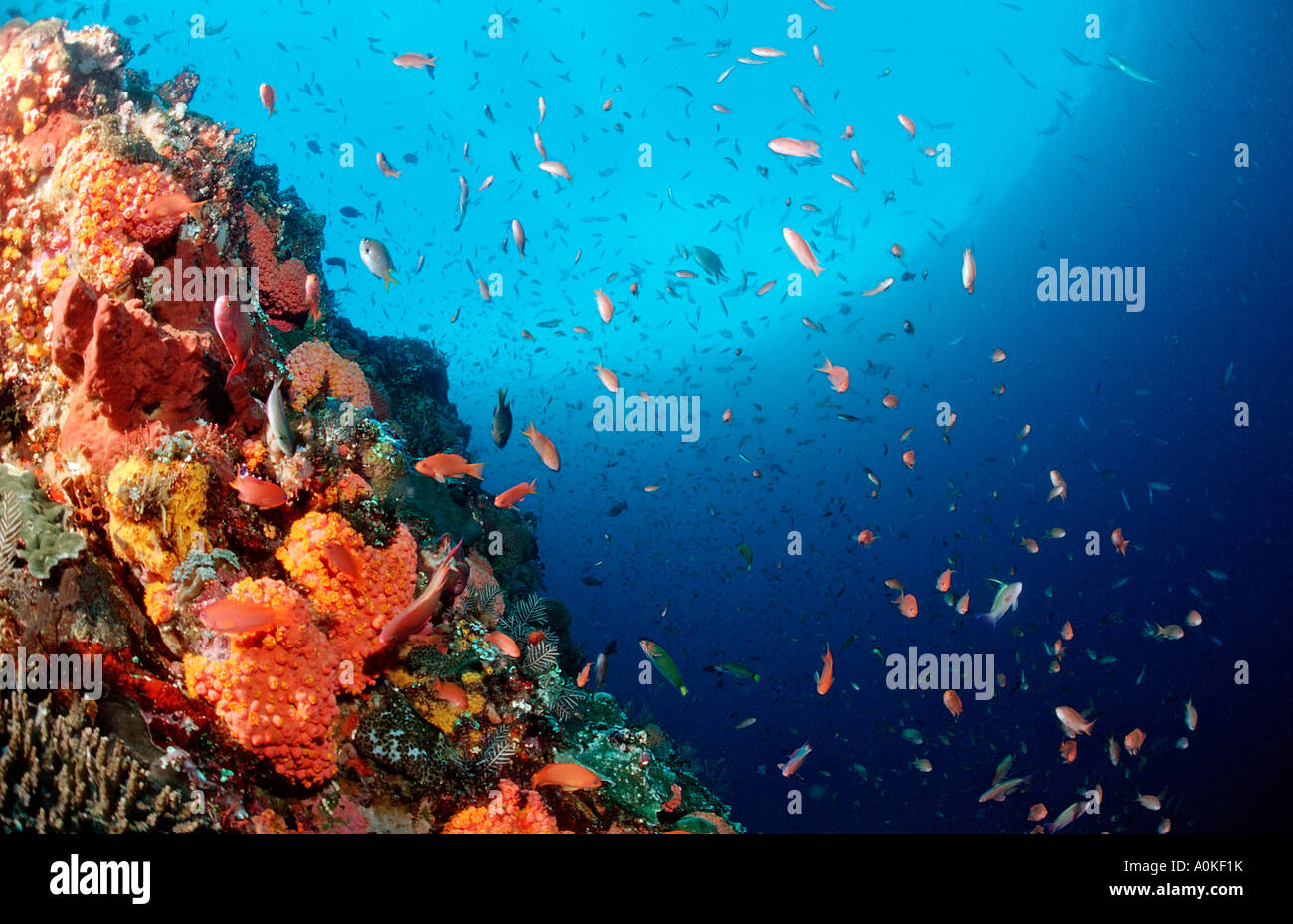 Coloured Coral Reef Komodo Flores sea Indonesia Stock Photo - Alamy