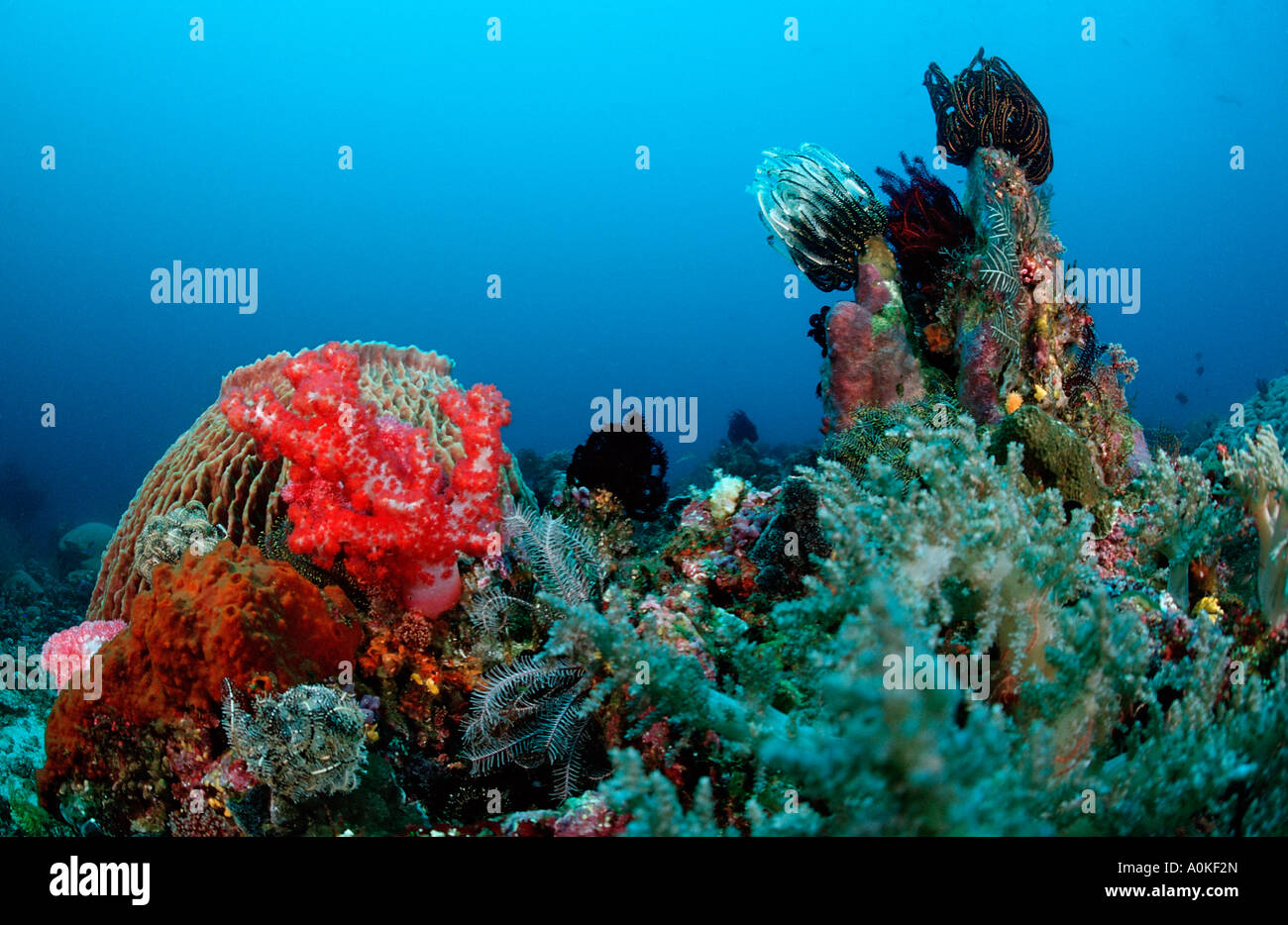 Coral Reef Komodo Indian Ocean Indonesia Stock Photo - Alamy