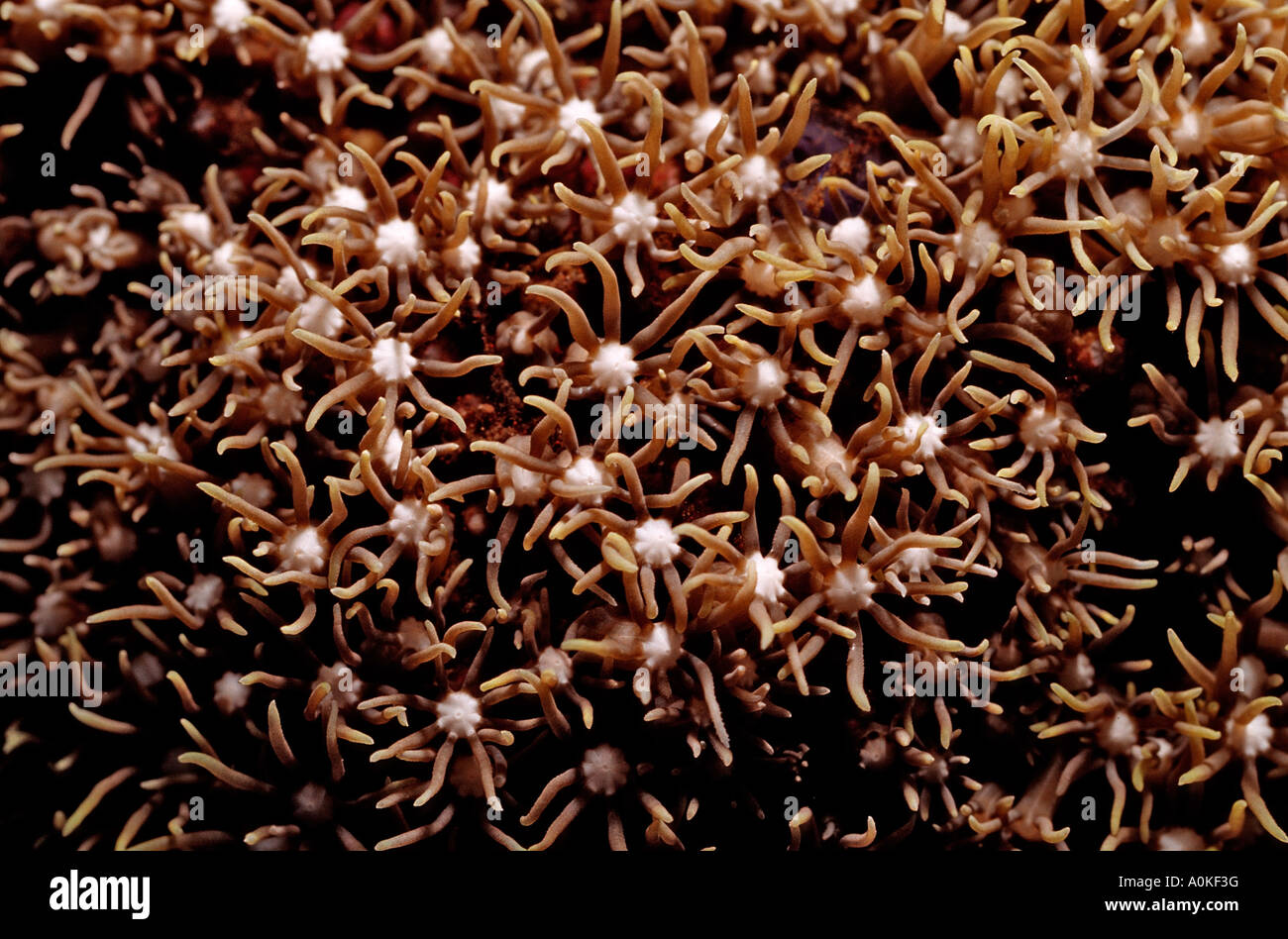 Polyps of Anemone Coral Goniopora sp Bali Indian Ocean Indonesia Stock ...