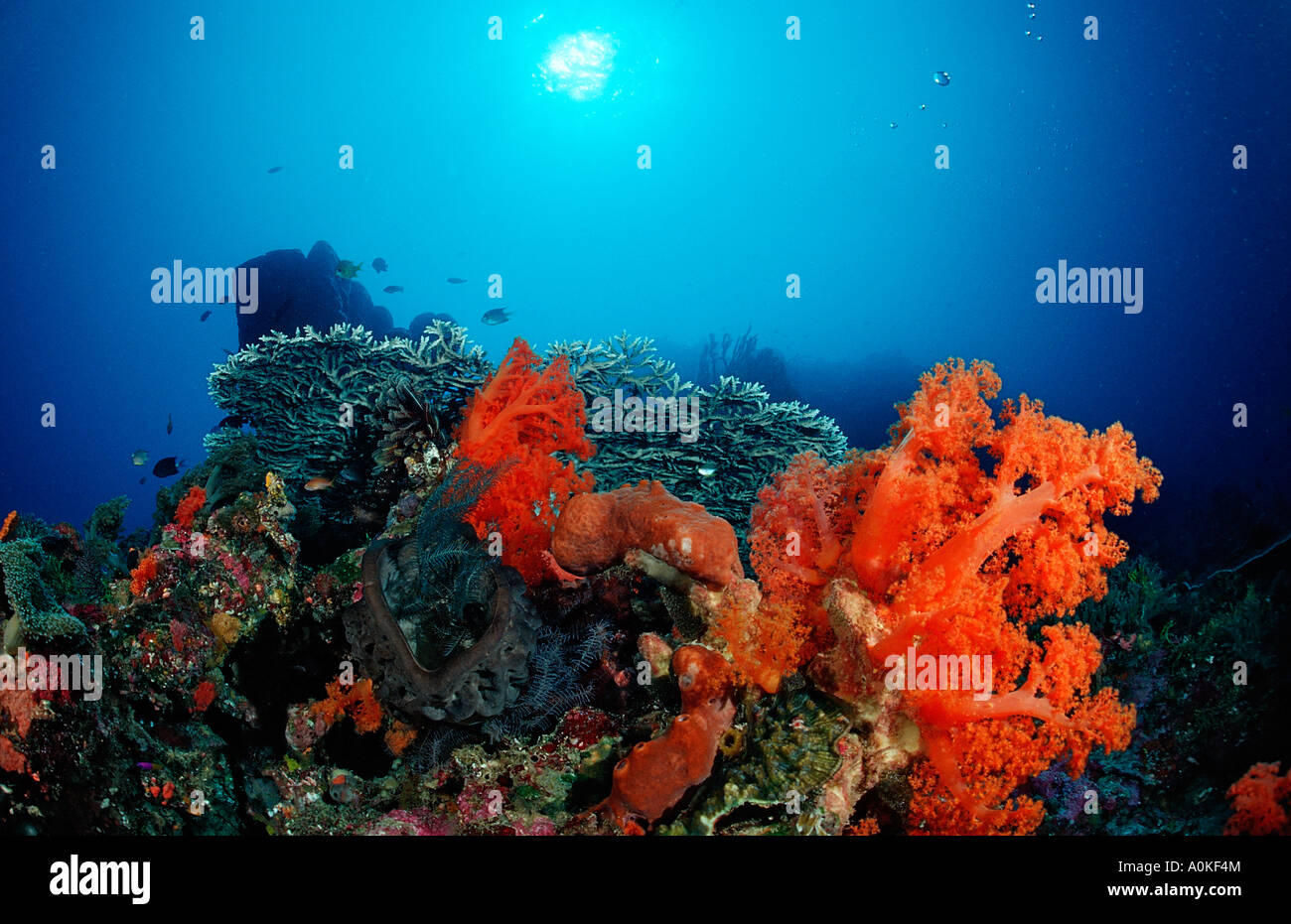 Colorful Coral Reef Komodo National Park Indian Ocean Indonesia Stock ...