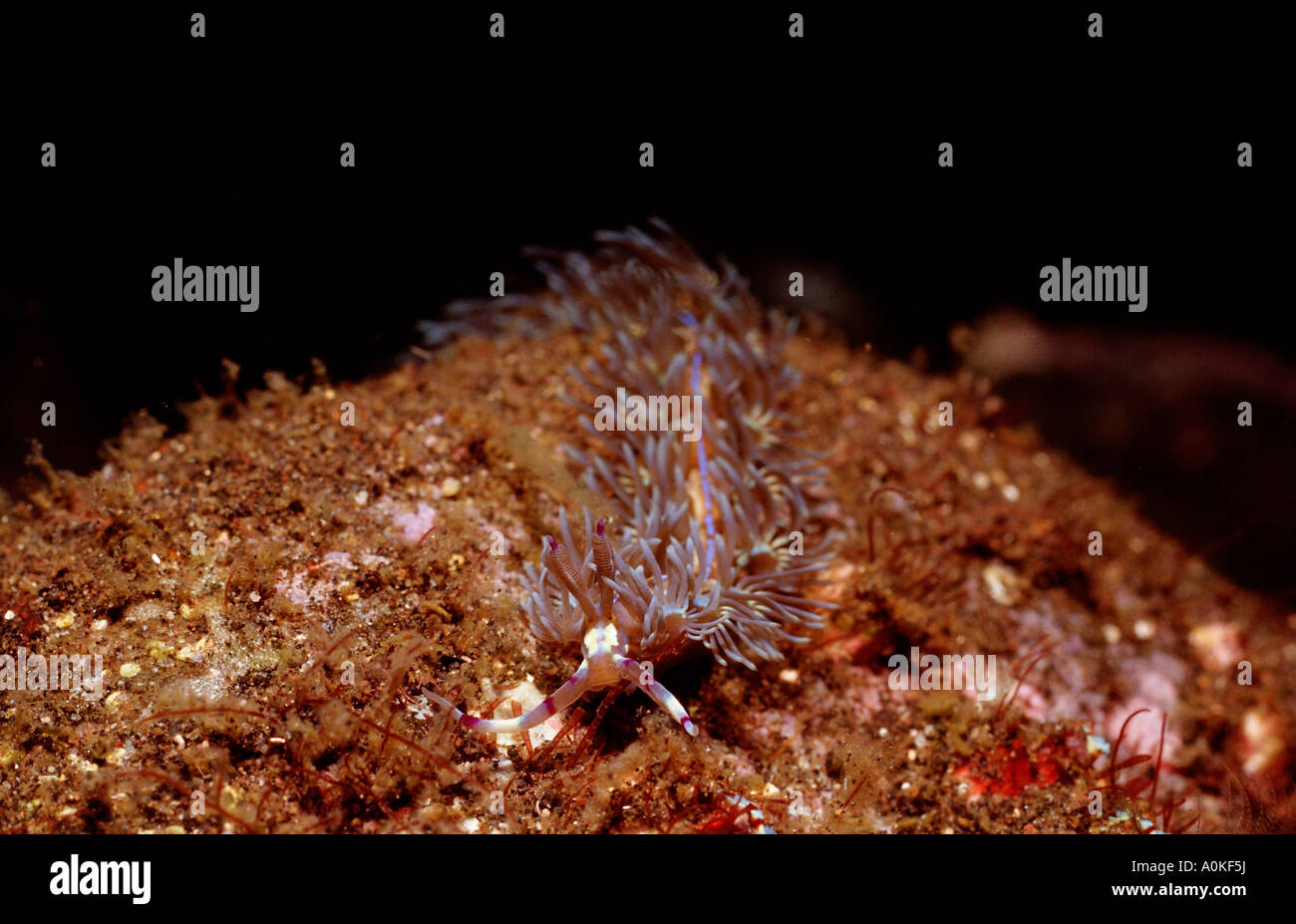 Aeolid Nudibranch Pteraeolidia ianthina Komodo National Park Indian ...