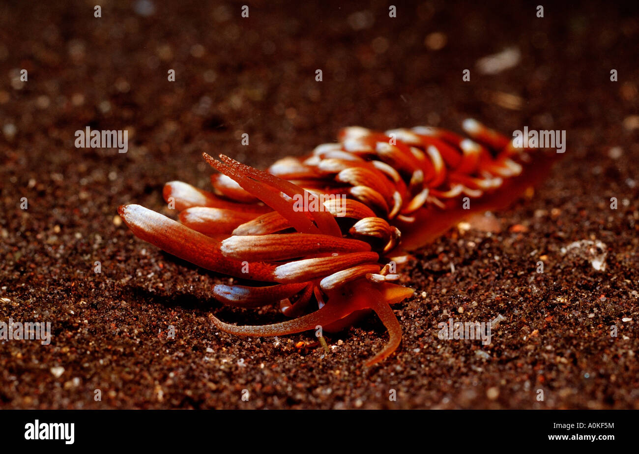 Aeolid Nudibranch Phyllodesmium kabiranum Komodo National Park Indian ...