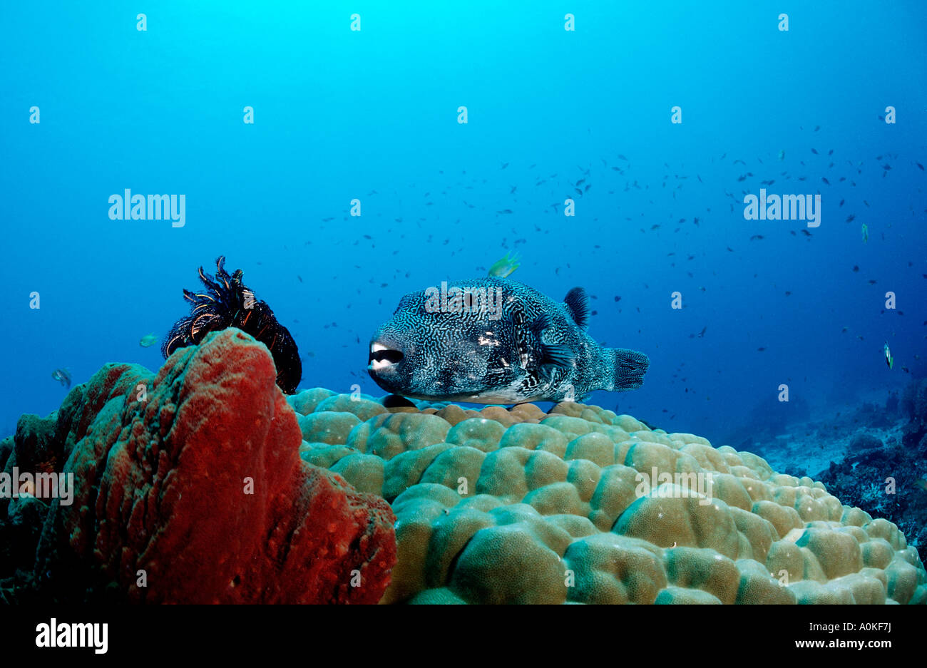 Map puffer on Pore Coral Arothron mappa Komodo Indio Pacific Indonesia ...