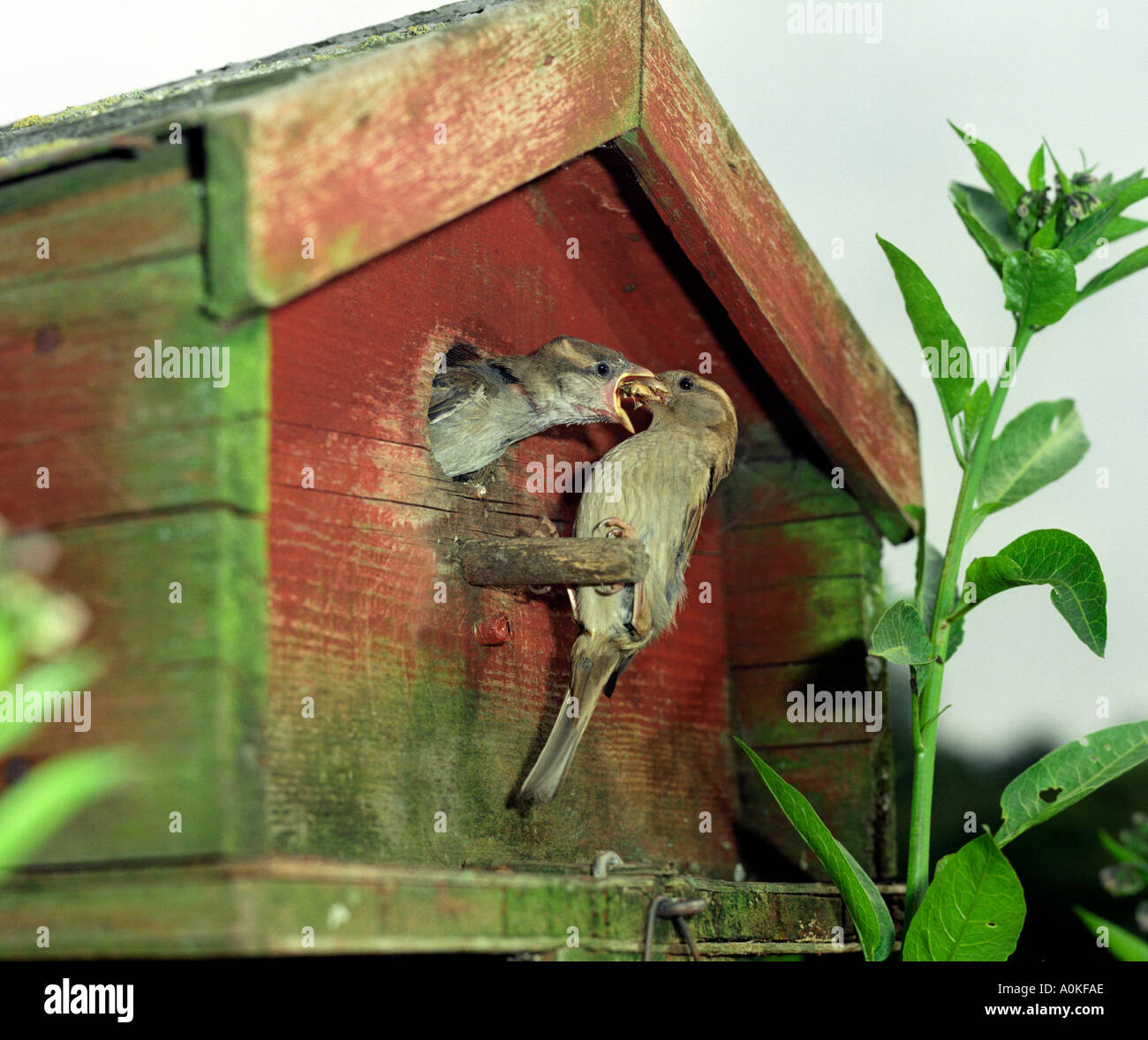 Sparrows at nesting box Stock Photo - Alamy