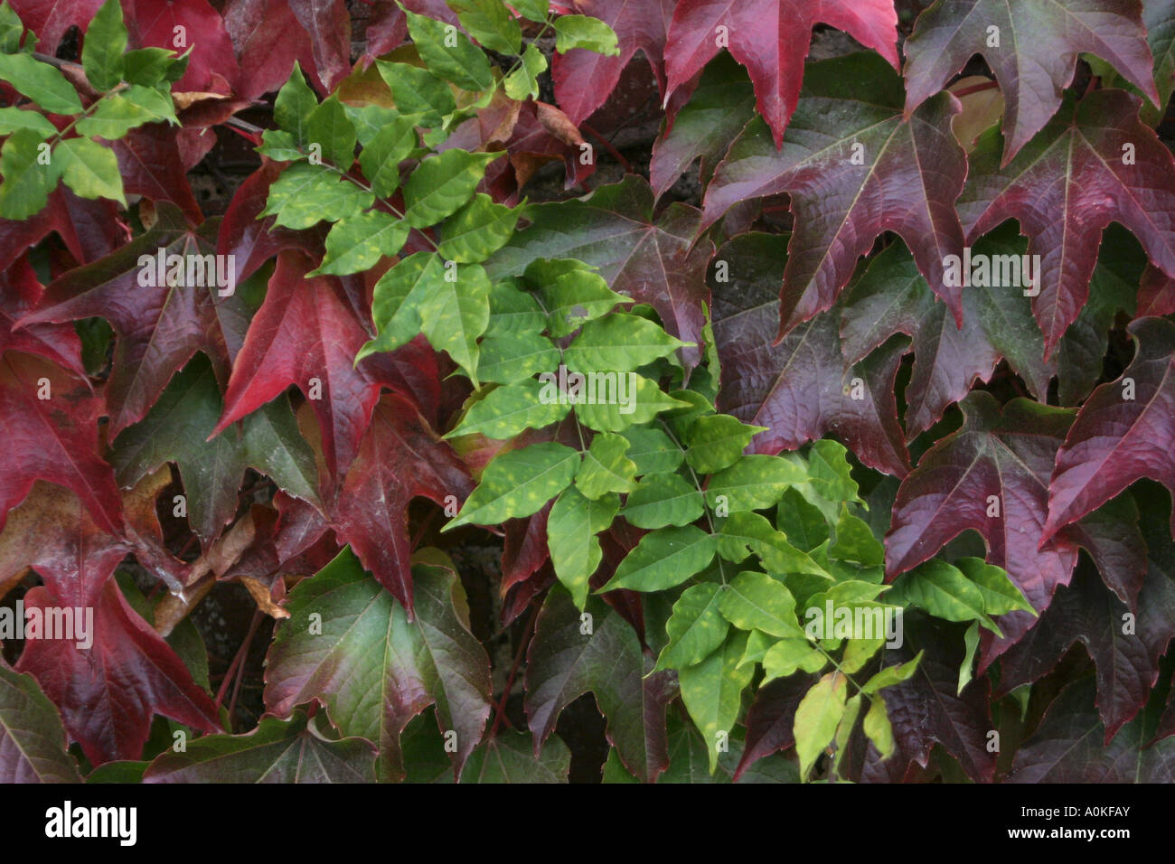 Leaves of a creeping vine Stock Photo - Alamy