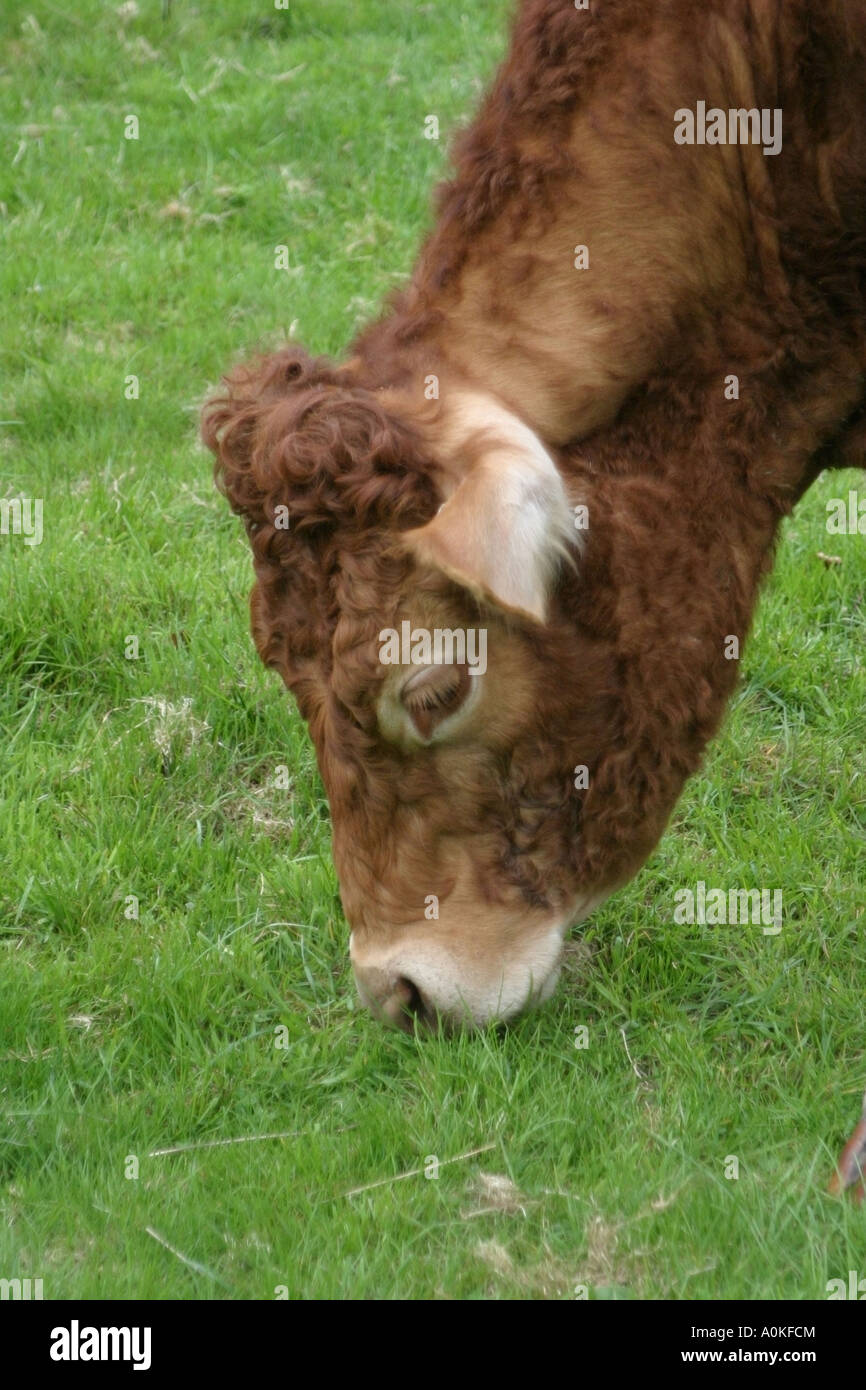 Headshot of a cow grazing Stock Photo - Alamy