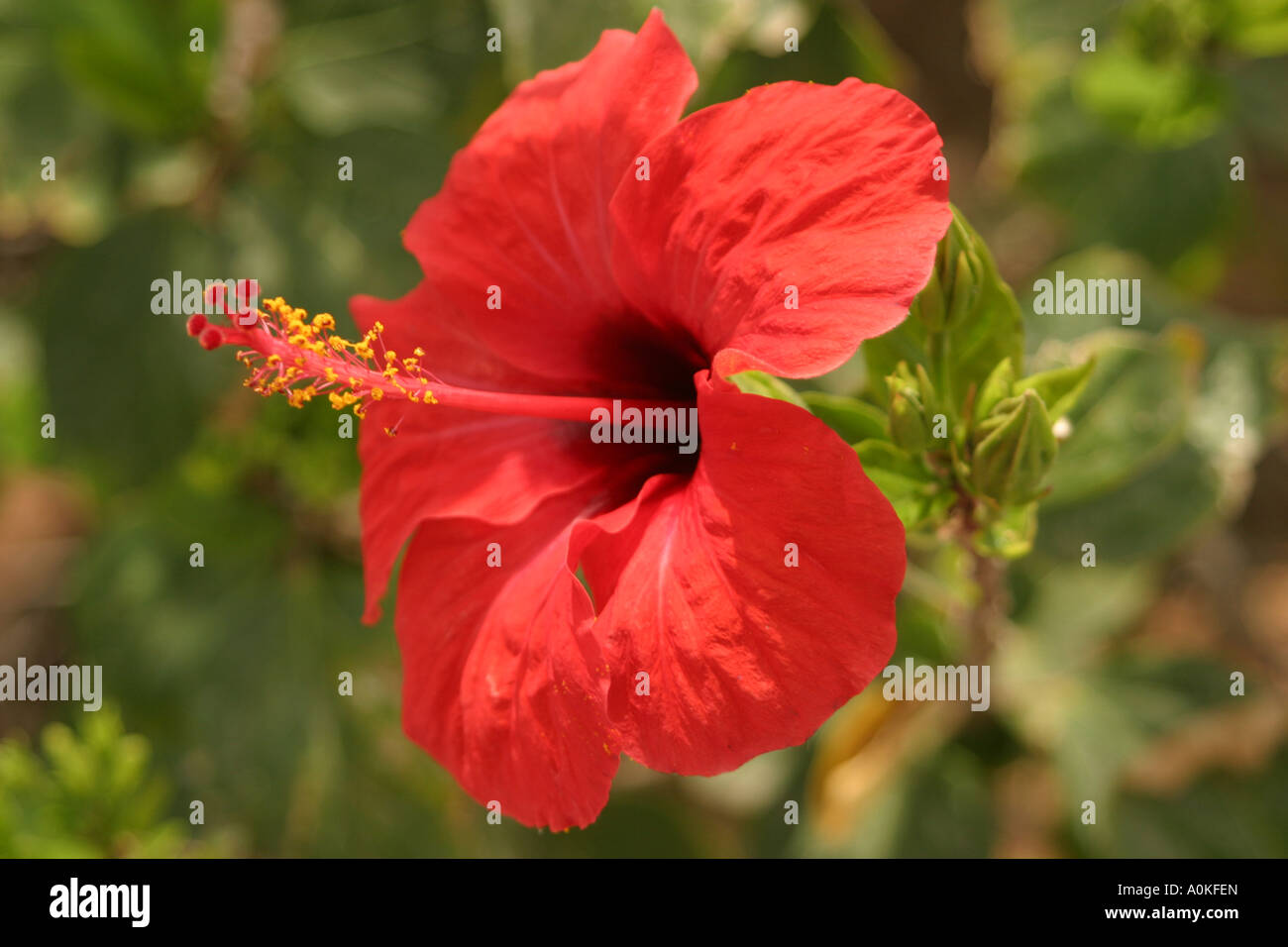 A hibiscus flower in full bloom Stock Photo - Alamy