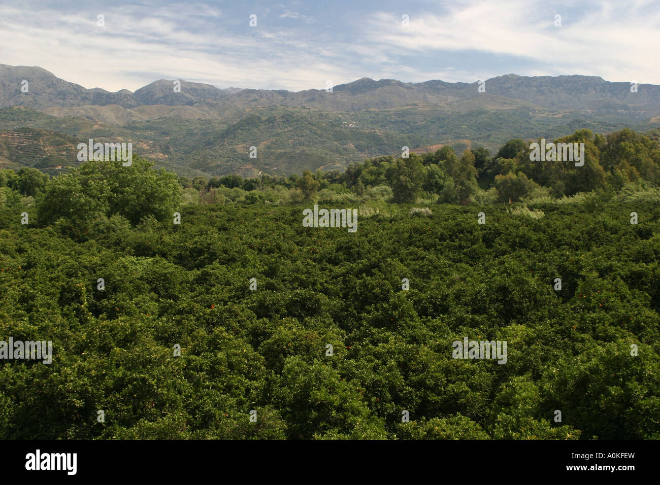 Forest and mountains in crete Stock Photo - Alamy