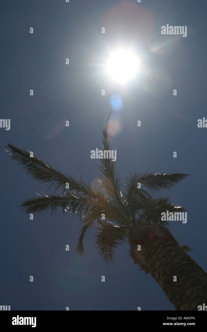 The sun above a palm tree Stock Photo - Alamy