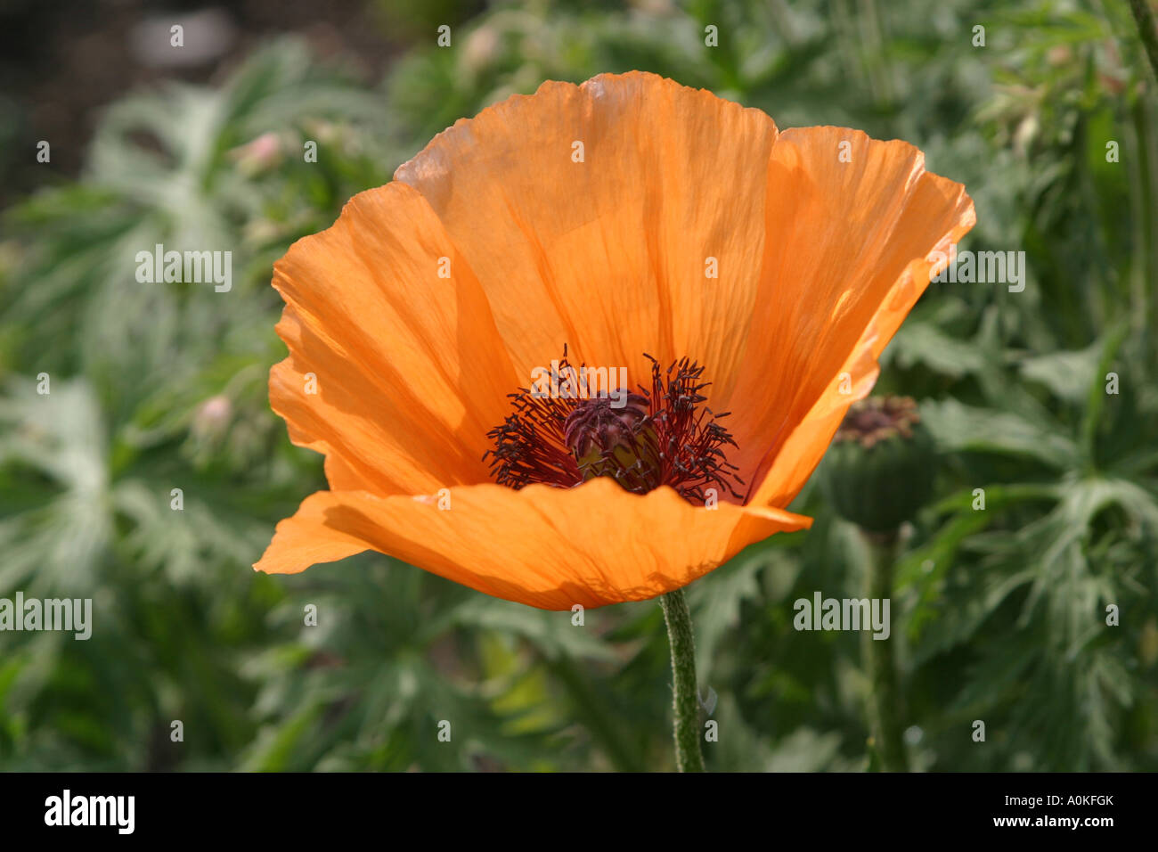 An orange poppy papaver Stock Photo - Alamy