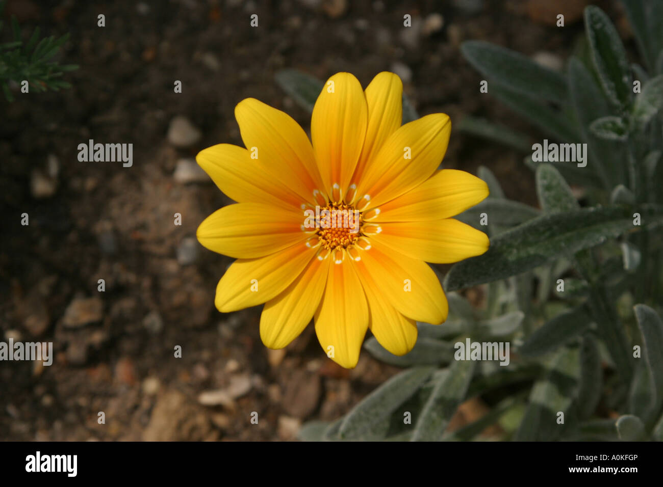 A single yellow flower Stock Photo - Alamy