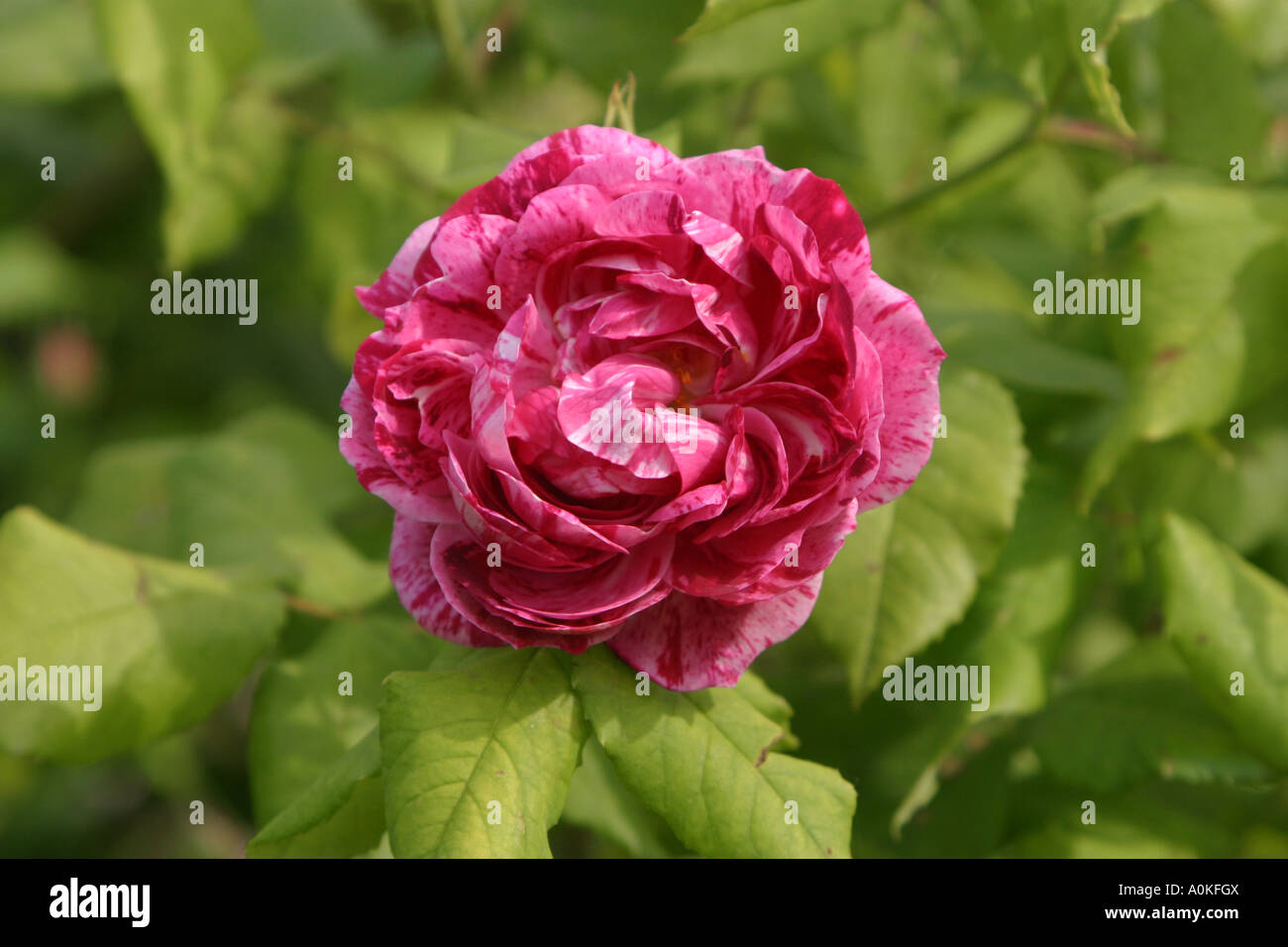 A pink old fashioned rose Stock Photo - Alamy