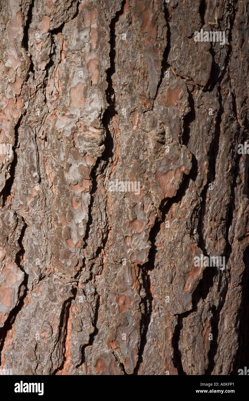 Tree bark Rough Common Nature Reserve Blean Kent England Stock Photo ...