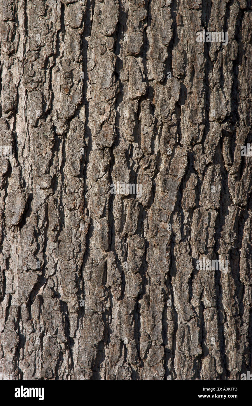 Tree bark Rough Common Nature Reserve Blean Kent England Stock Photo ...