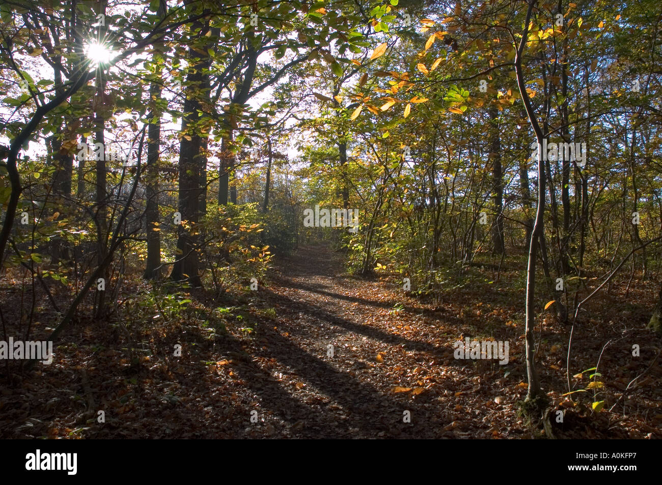 Backlit autumn trees in the woods Rough Common Nature Reserve Blean ...