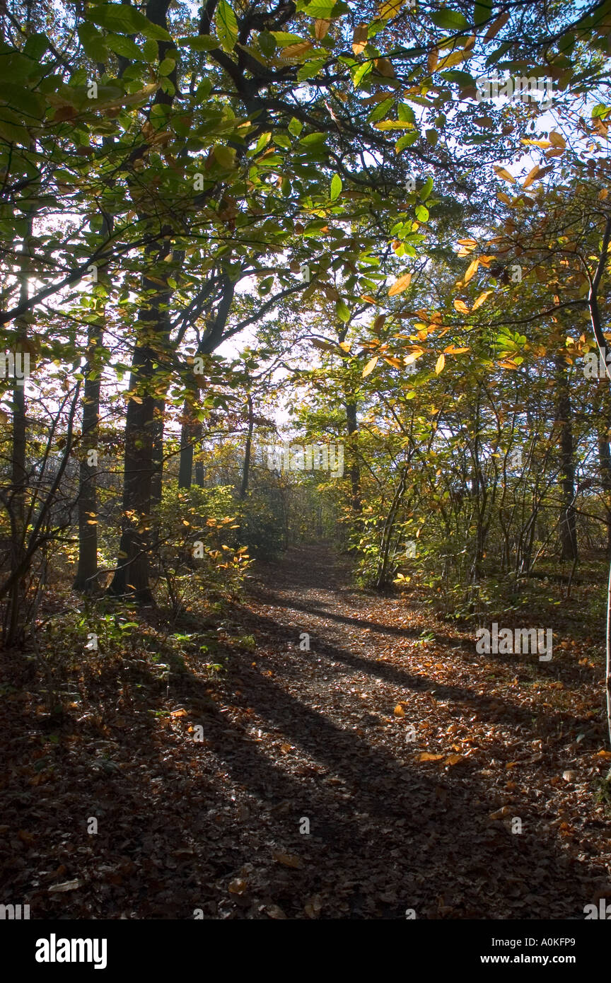 Blean woods nature reserve hi-res stock photography and images - Alamy