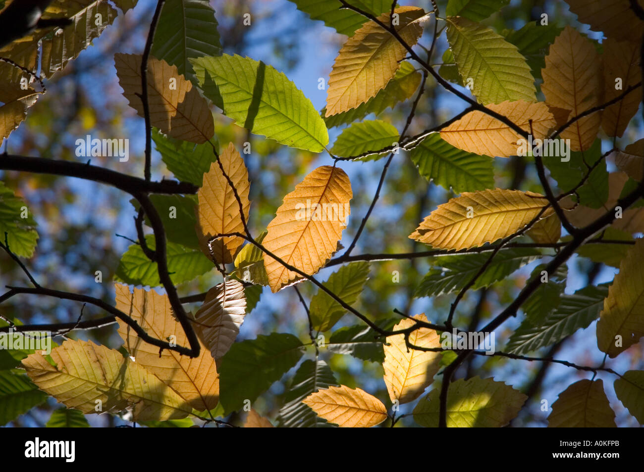 Backlit leaves in the woods Rough Common Nature Reserve Blean Kent ...