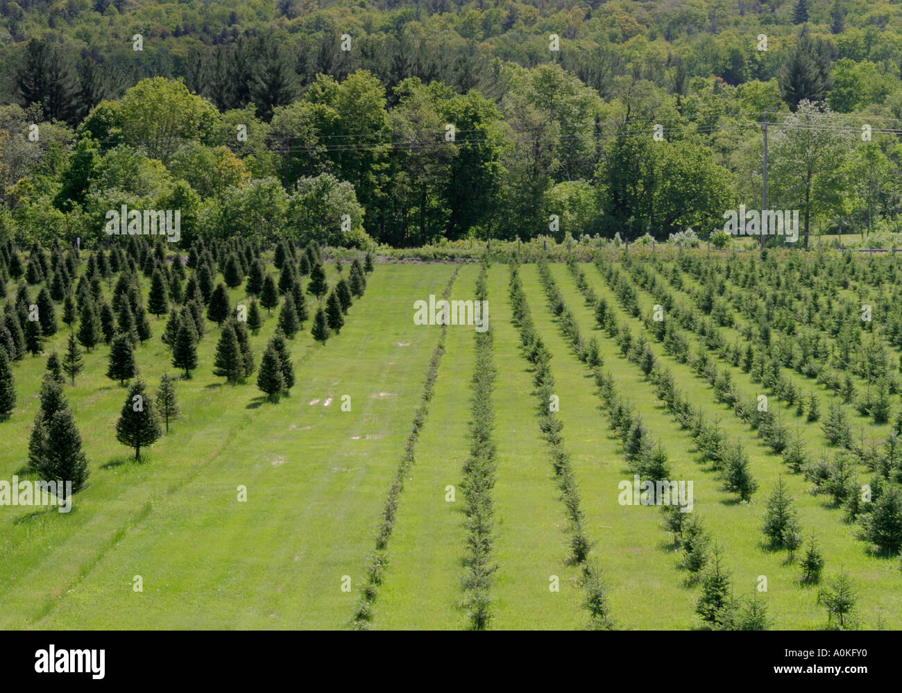 The evergreens hi-res stock photography and images - Alamy