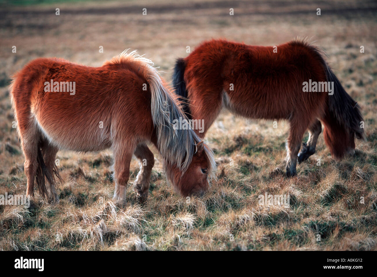Wild Ponies Carneddau Snowdonia North West Wales Stock Photo - Alamy