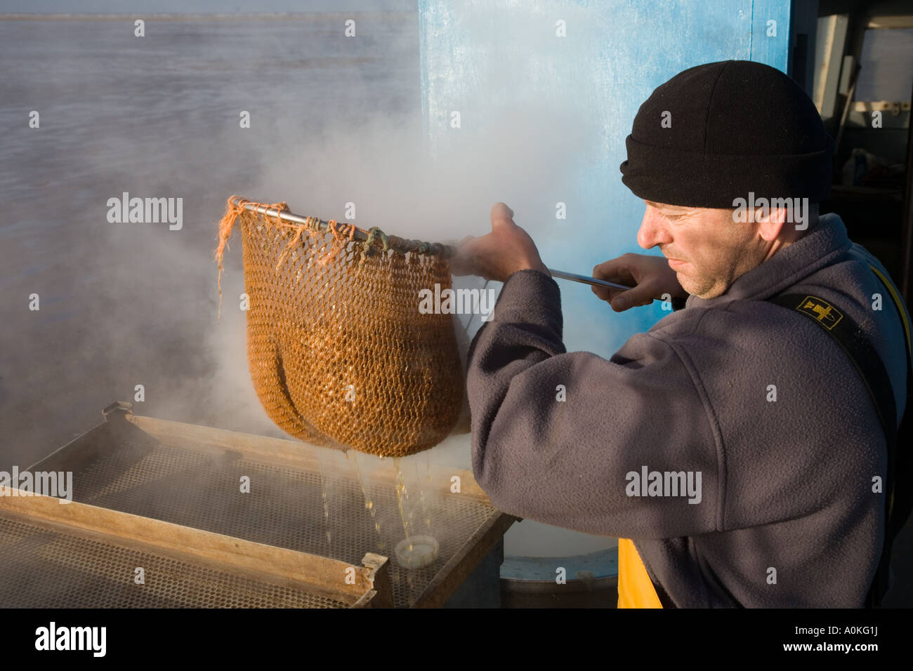 Commercial Seafood Shellfish Shrimp Fishing with modified tractor ...