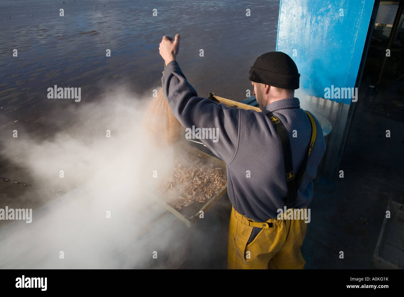 Commercial Seafood Shellfish Shrimp Fishing with modified tractor ...