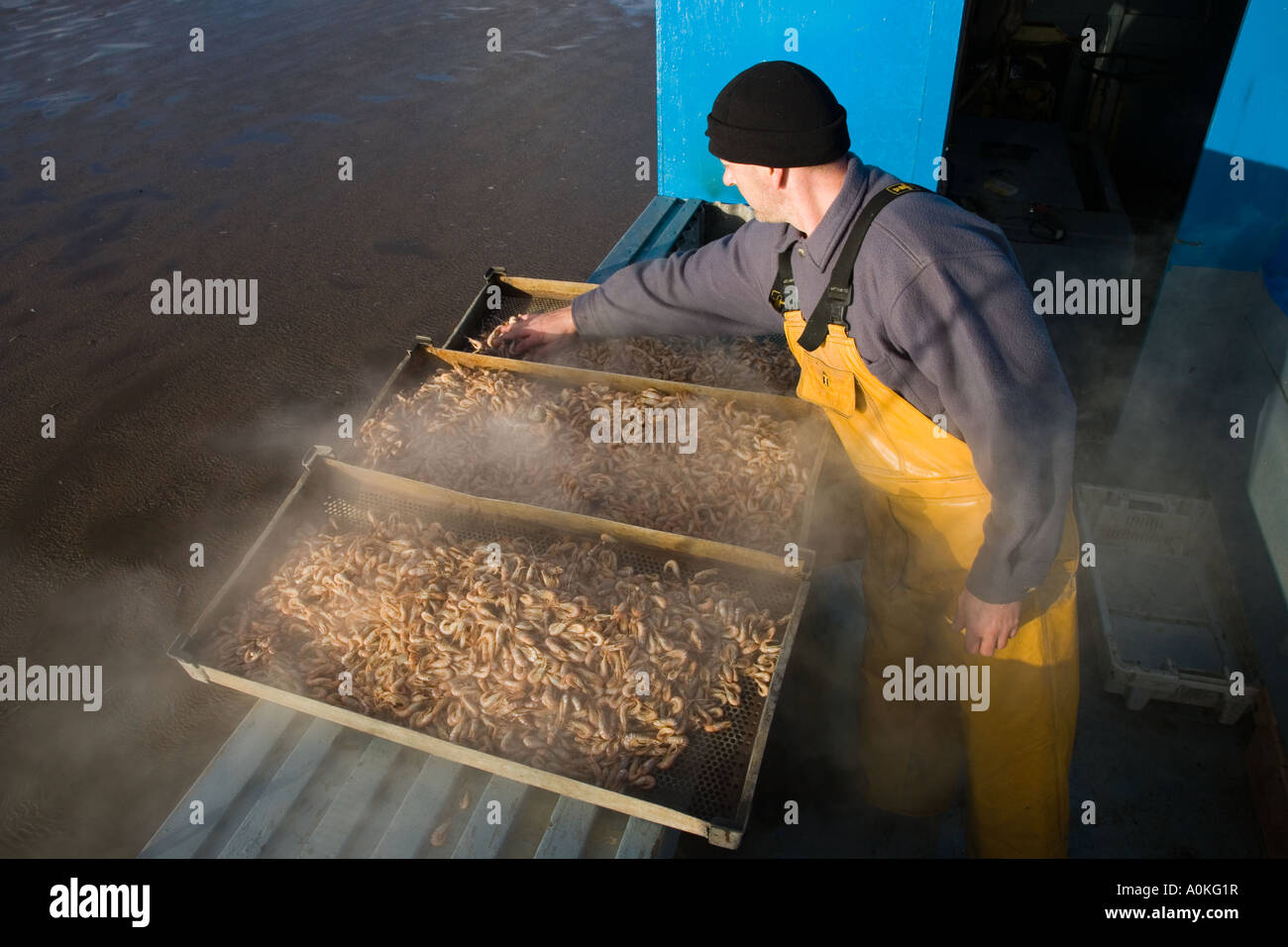 Commercial Seafood Shellfish Shrimp Fishing with modified tractor ...