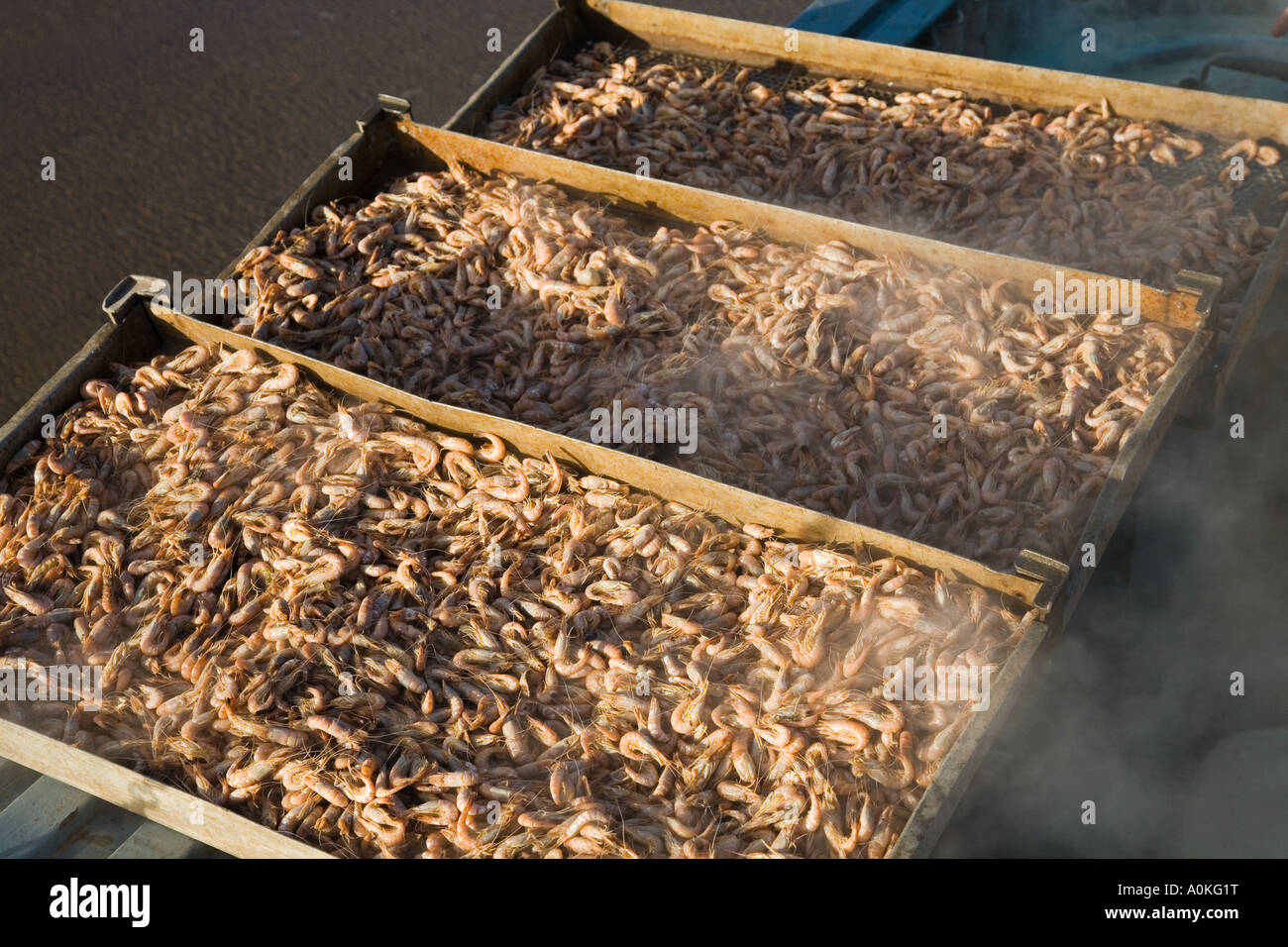Commercial Boiled Seafood Shellfish Shrimp Fishing , Southport ...