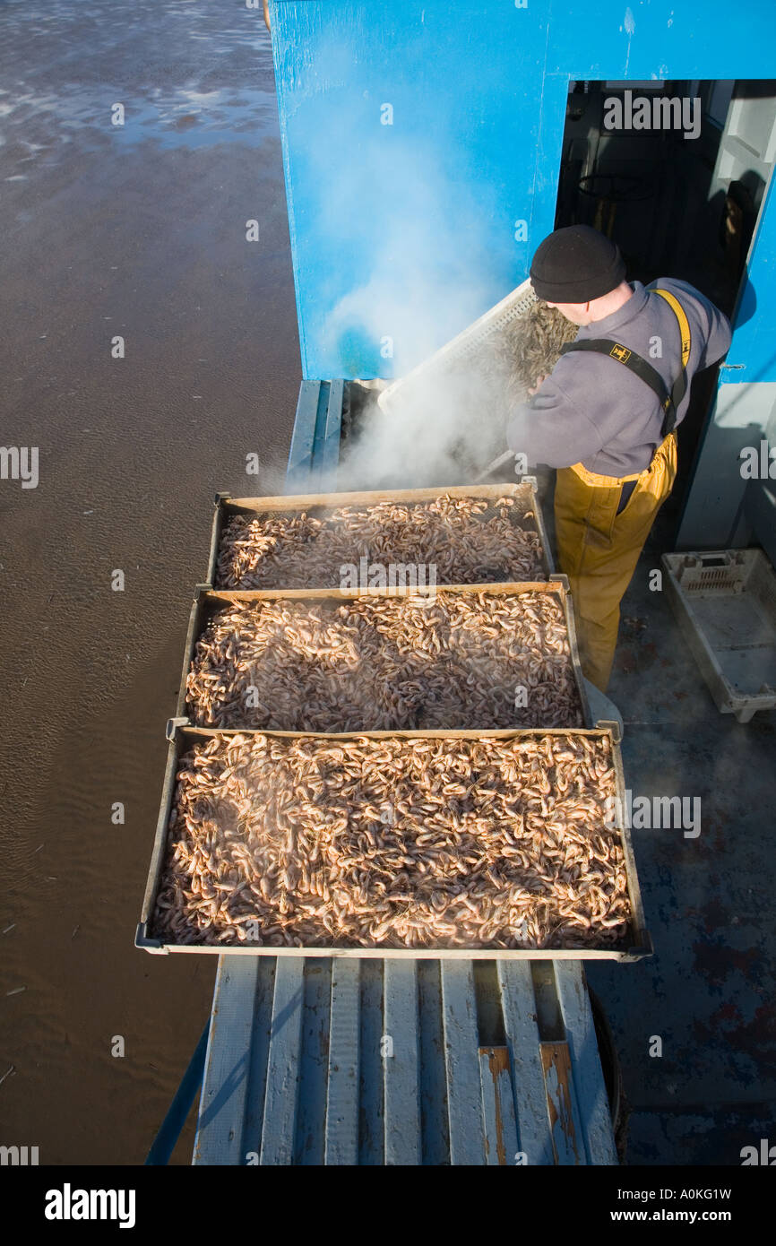 Commercial Seafood Shellfish Shrimp Fishing with modified tractor ...