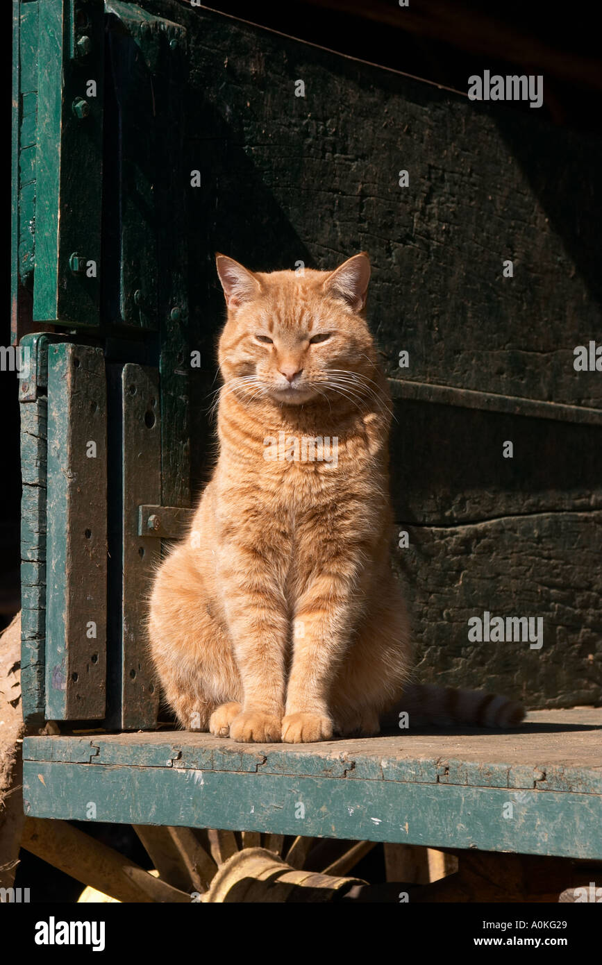 Tan cat hi-res stock photography and images - Alamy
