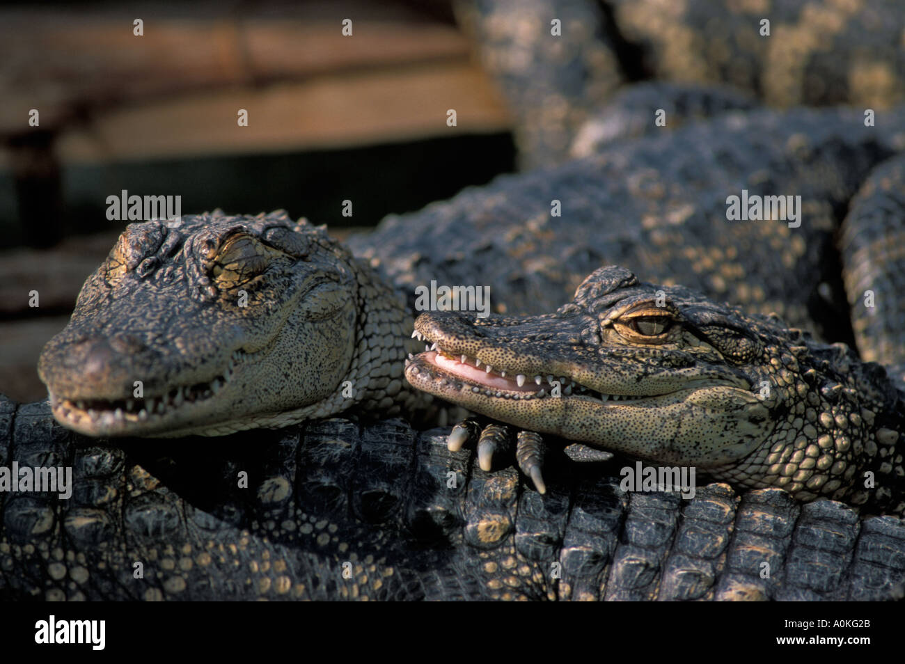 The alligator hunters hi-res stock photography and images - Alamy