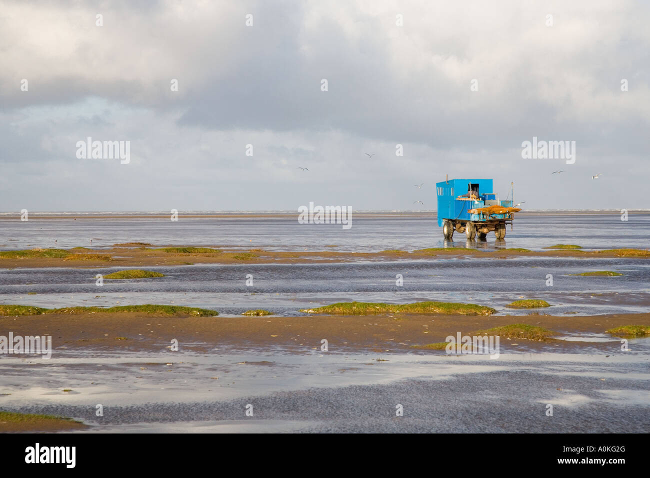 Commercial Seafood Shellfish Shrimp Fishing with modified tractor ...